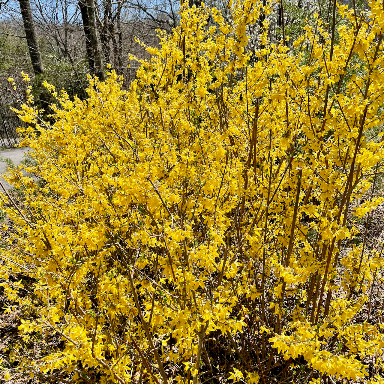 Spring's Arrival Blooms in the Mountains of Western North Carolina ...