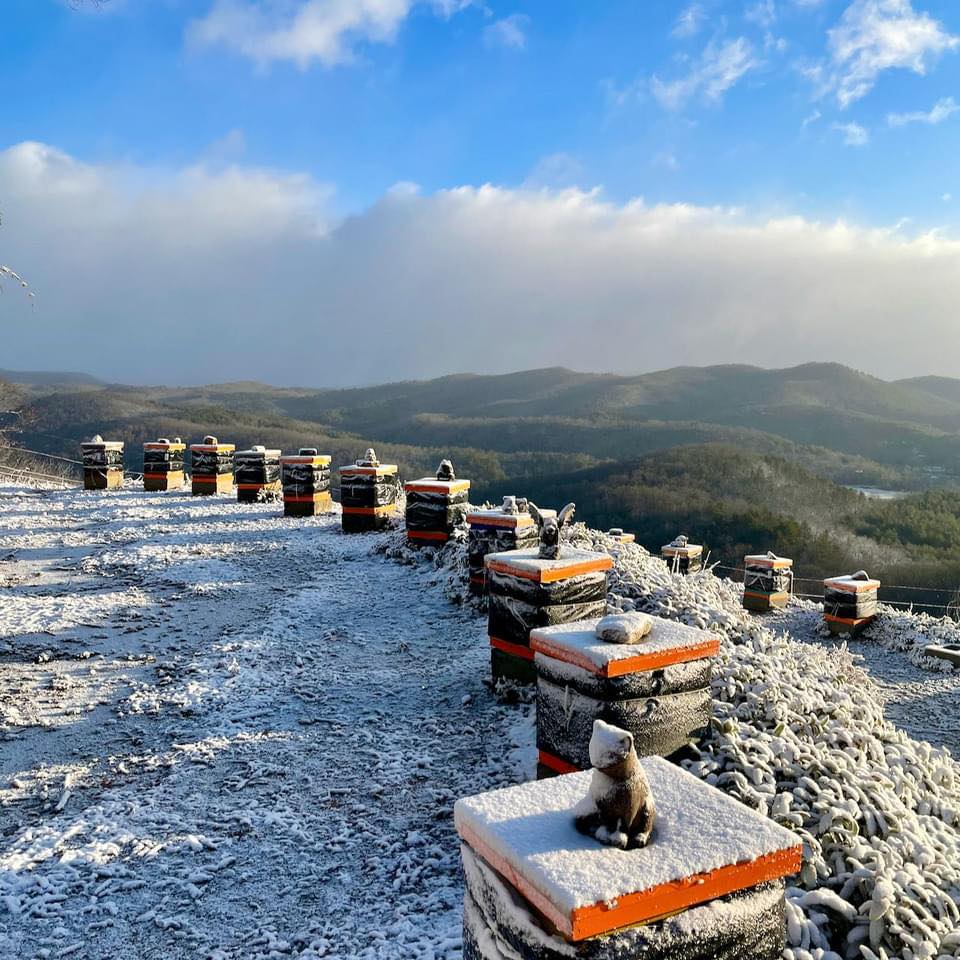 A Look Back on 2023 - A Difficult Year for Our Hive Girls – Killer Bees ...